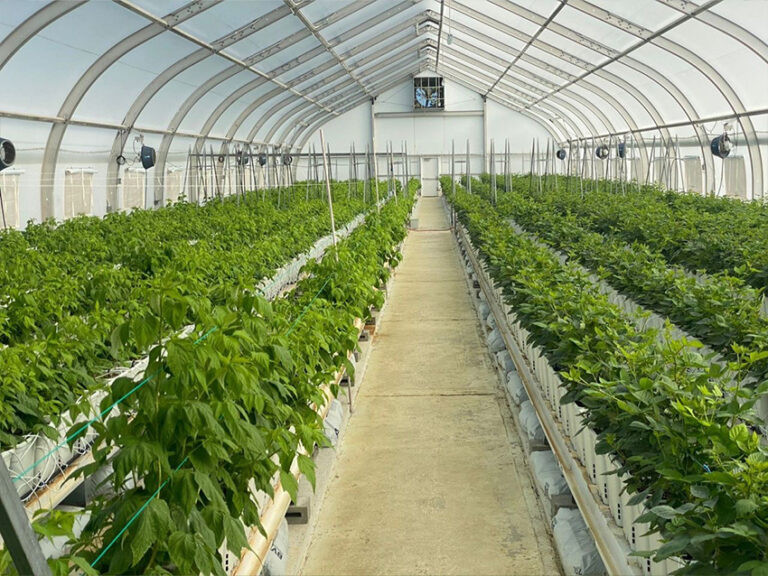 Sprung Project: Berrycove - Greenhouse - Controlled Environment Agriculture