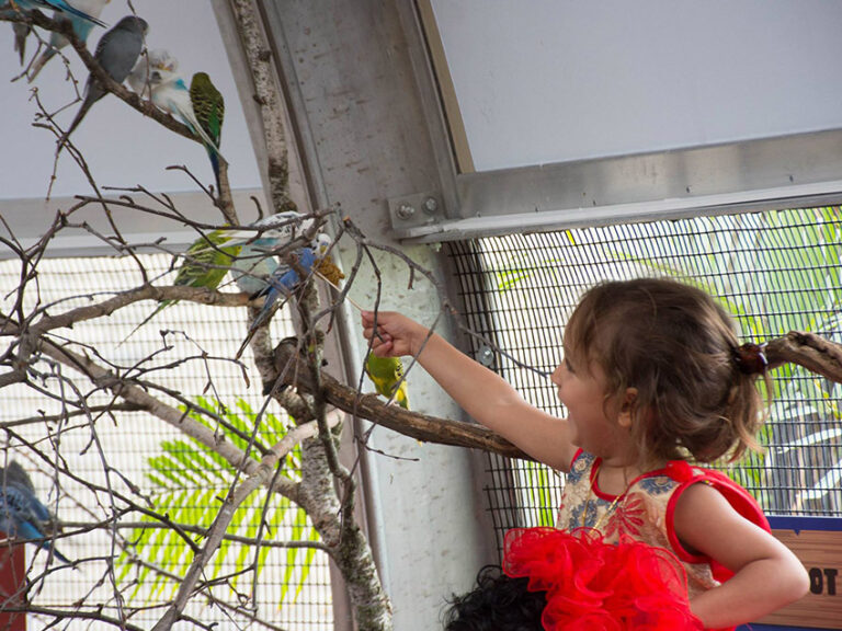 Sprung Project: Buffalo Zoo - Bird Aviary - Zoos