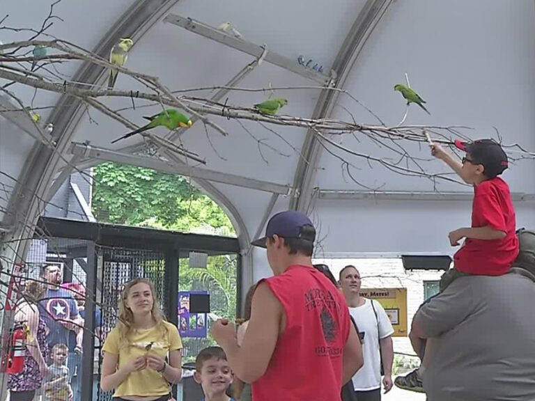 Sprung Project: Buffalo Zoo - Bird Aviary - Zoos