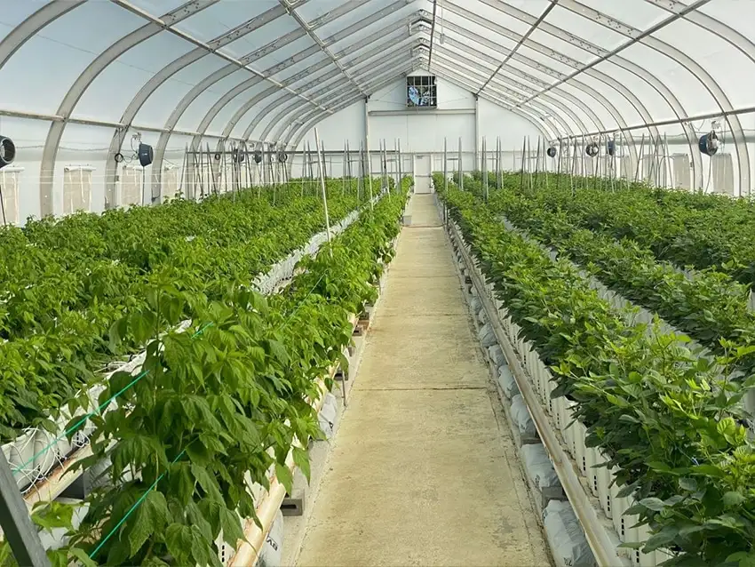 Proyecto Sprung: Berrycove - Invernadero - Agricultura en ambiente ...